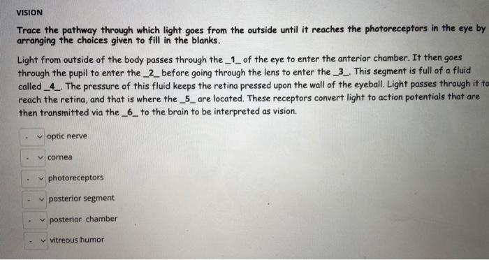 Solved VISION Trace the pathway through which light goes | Chegg.com