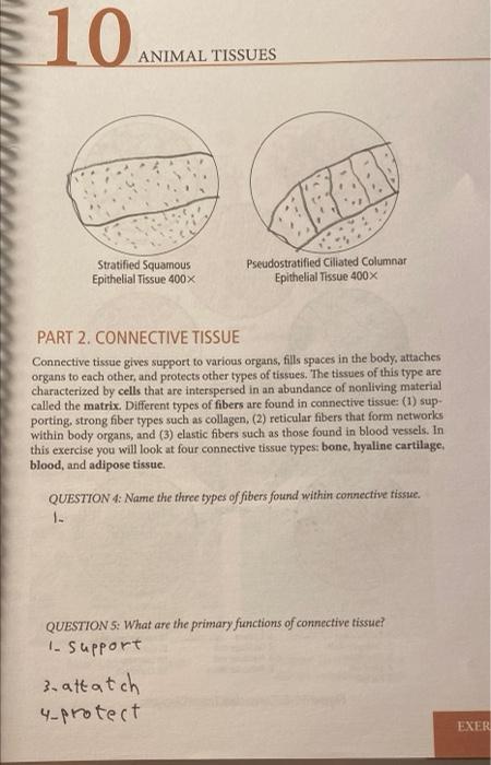 Solved ANIMAL TISSUES Simple Squamous Epithelial Tissue | Chegg.com