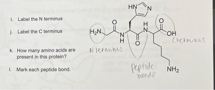 Solved i. Label the N terminus j. Label the C terminus k. | Chegg.com