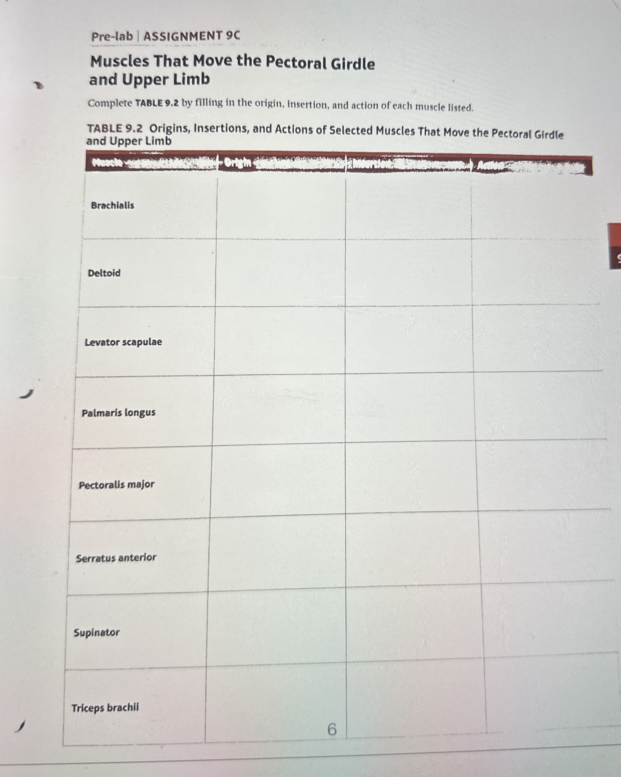 Solved Pre-lab | ﻿ASSIGNMENT 9CMuscles That Move the | Chegg.com