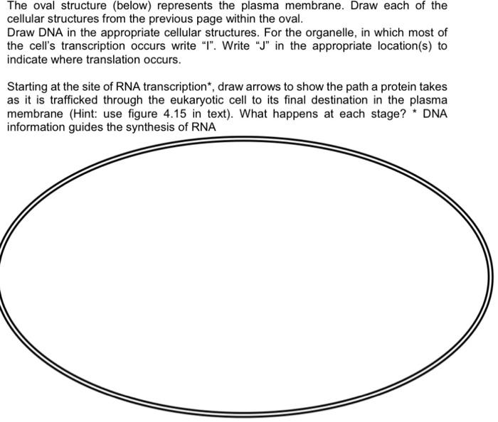 Solved The oval structure (below) represents the plasma | Chegg.com