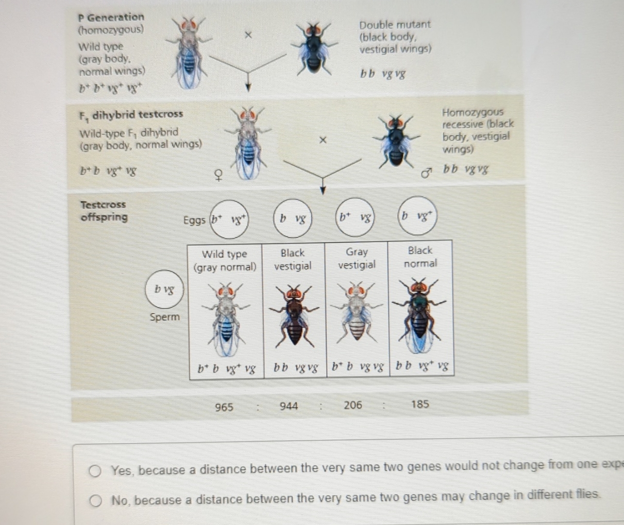 Solved P Generation(homozygous)Wild type(gray body.normal | Chegg.com