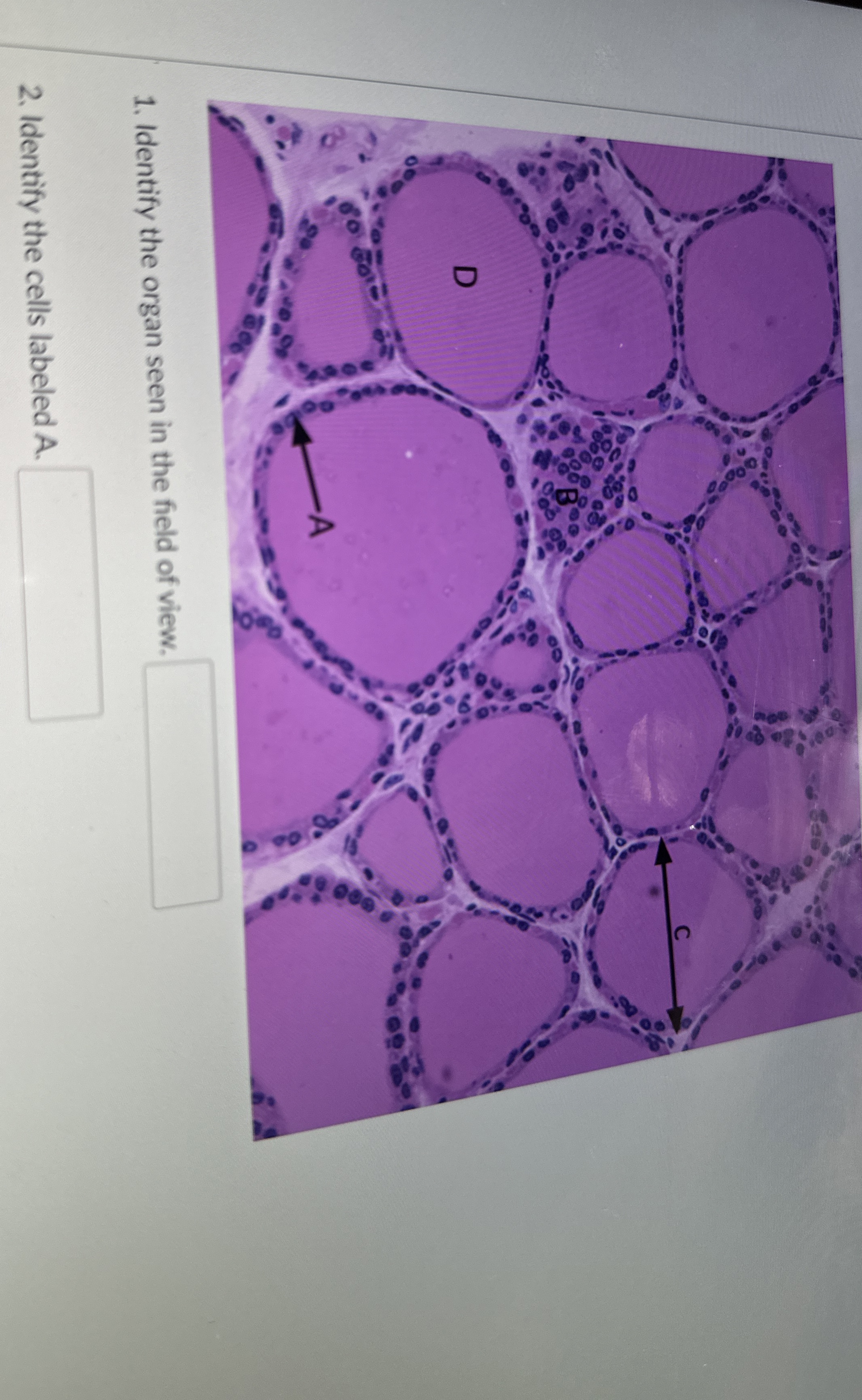 Solved Identify the organ seen in the field of view. | Chegg.com