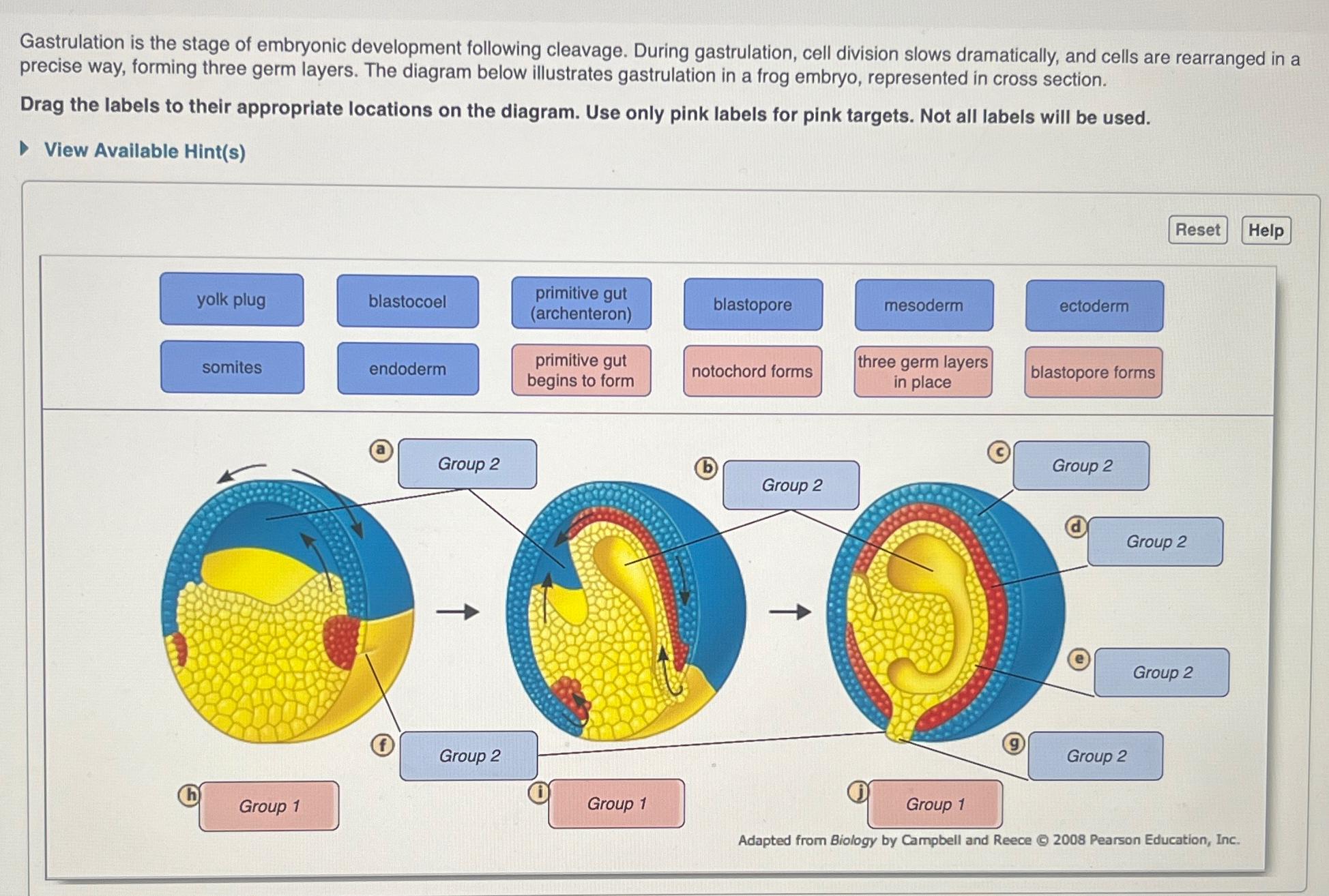 Solved Gastrulation is the stage of embryonic development | Chegg.com