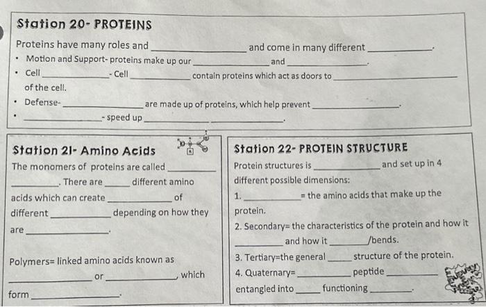Solved Station 20- PROTEINS Proteins have many roles and | Chegg.com