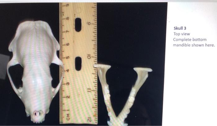Solved Examining Mammal Skulls Lab Part 1: Identify each | Chegg.com