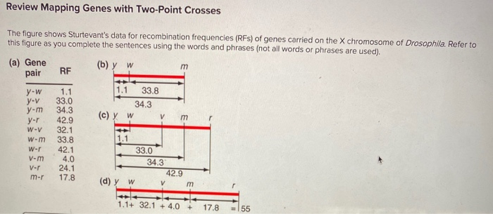 Solved Review Mapping Genes with Two-Point Crosses 1.1 The | Chegg.com