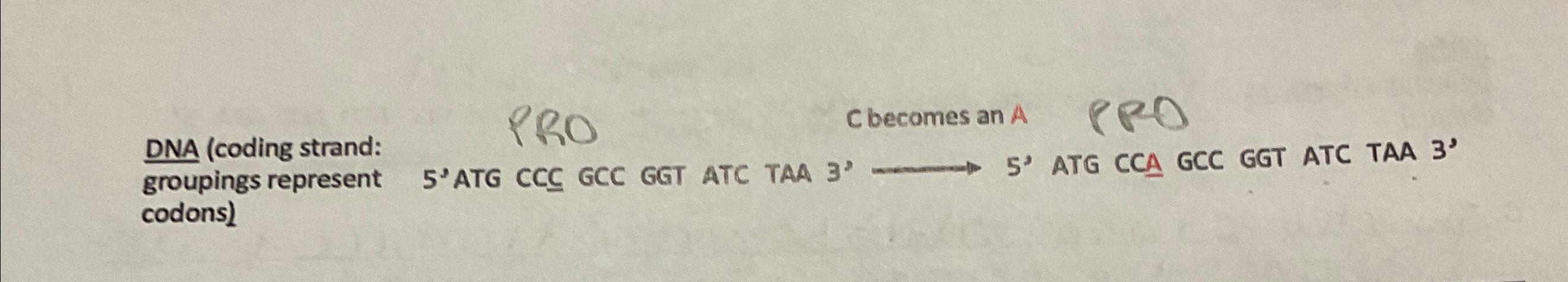 Solved DNA (coding strandgroupings represent 5' ﻿ATG CCC GCC | Chegg.com