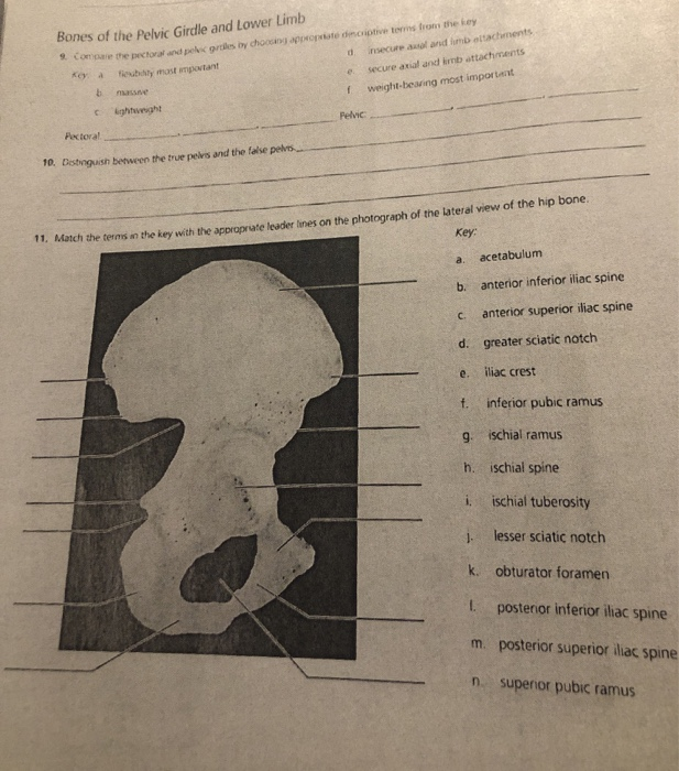 Solved 159 Pew Sheet 10 aps of the po posterior wew of the | Chegg.com