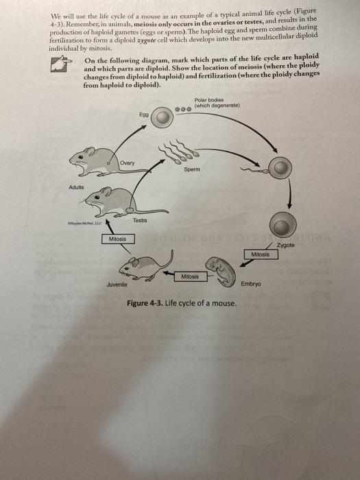 Solved We will use the life cycle of a mouse as an exumple | Chegg.com