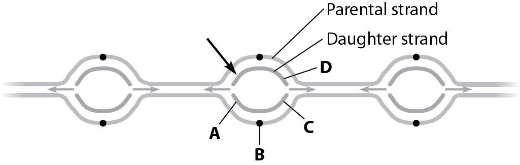 Solved If the left end of the daughter strand indicated by | Chegg.com