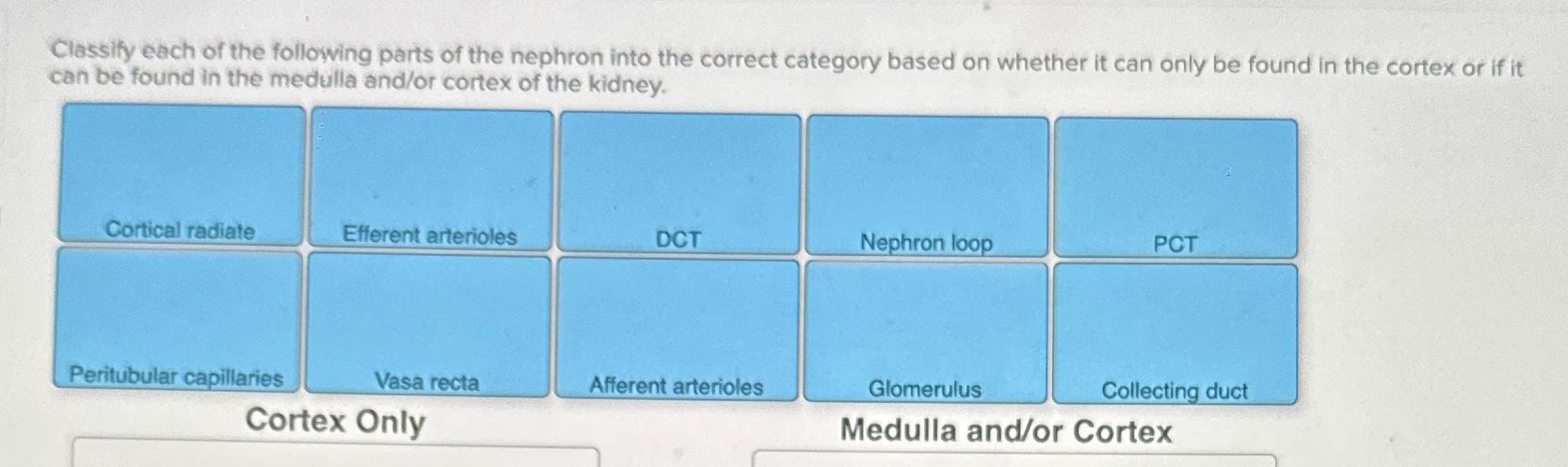 Solved Classify each of the following parts of the nephron | Chegg.com