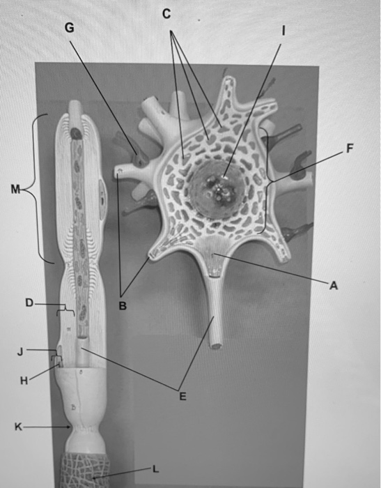 Solved Use the Neuro Lab Models PDF to complete this | Chegg.com