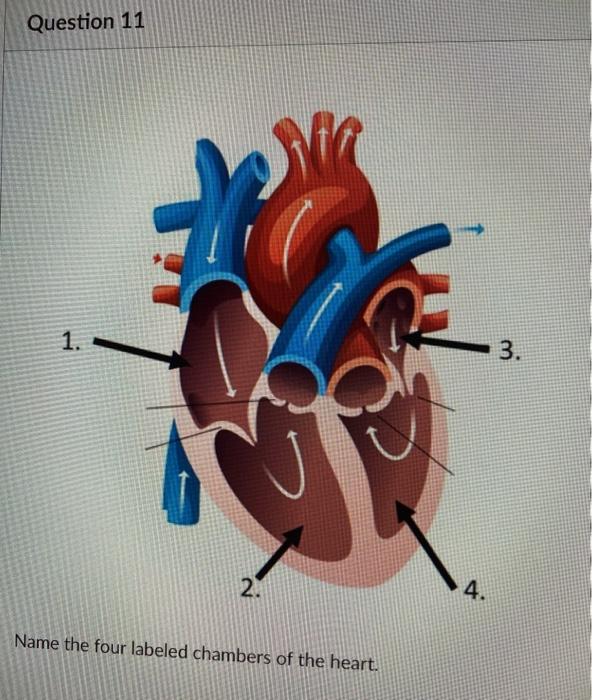 Solved Name the four labeled chambers of the heart. | Chegg.com