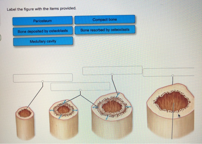 Solved Label the figure with the items provided. Periosteum | Chegg.com