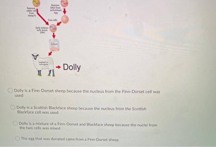 Solved In the cloning of Dolly the sheep, which statement is | Chegg.com