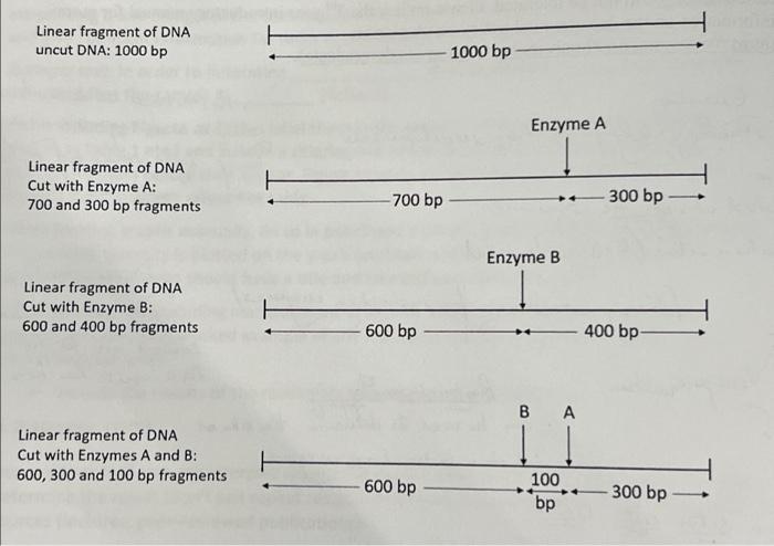 Solved Linear fragment of DNA uncut DNA: 1000 bp 1000 bp | Chegg.com