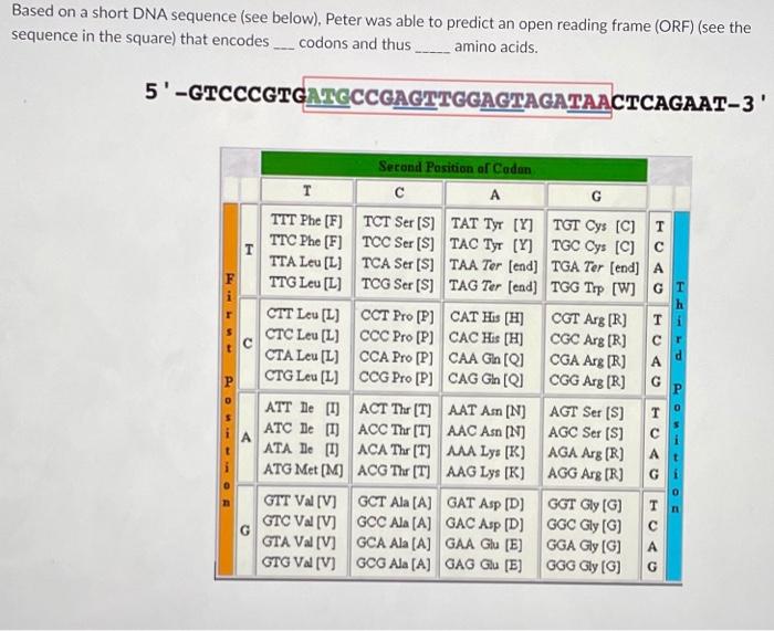 Solved Based on a short DNA sequence (see below), Peter was | Chegg.com