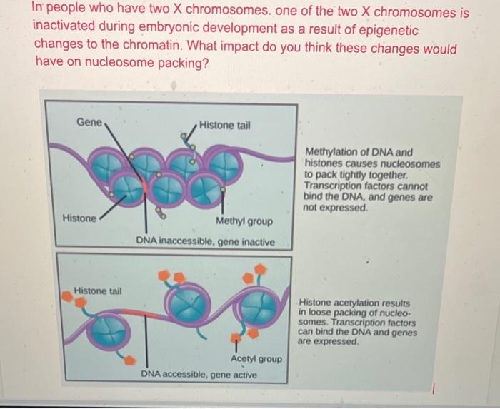 Solved In people who have two X chromosomes. one of the two | Chegg.com