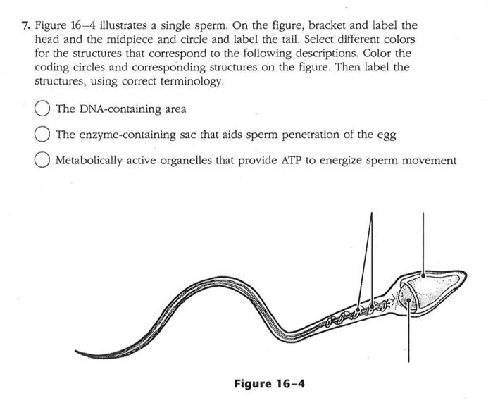 Solved 7 Figure 16−4 Illustrates A Single Sperm On The