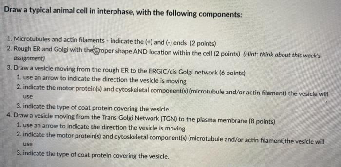Draw a typical animal cell in interphase, with the | Chegg.com