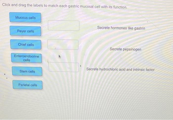 Solved Click and drag the labels to match each gastric | Chegg.com