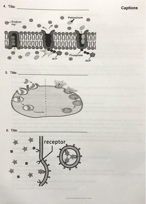 Solved Cell Membrane Transport Labeling determine an | Chegg.com
