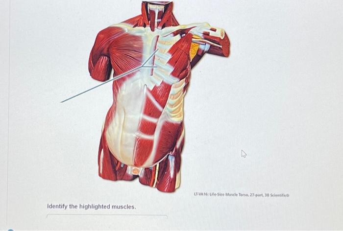 (2)-part, at Gientifis Identify the highlighted | Chegg.com