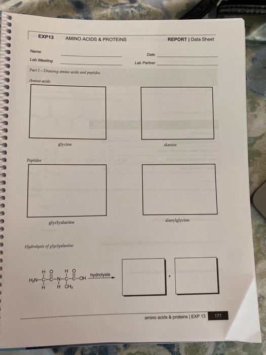 Solved EXP13 AMINO ACIDS & PROTEINS REPORT Data Sheet Name | Chegg.com