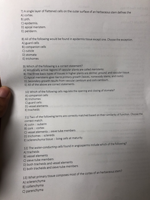 Solved 7) A single layer of flattened cells on the outer | Chegg.com
