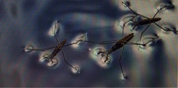 Solved certain insects can walk on water thanks to different | Chegg.com