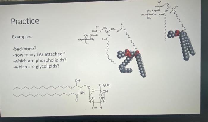 Practice Examples: -backbone? -how many FAs attached? | Chegg.com