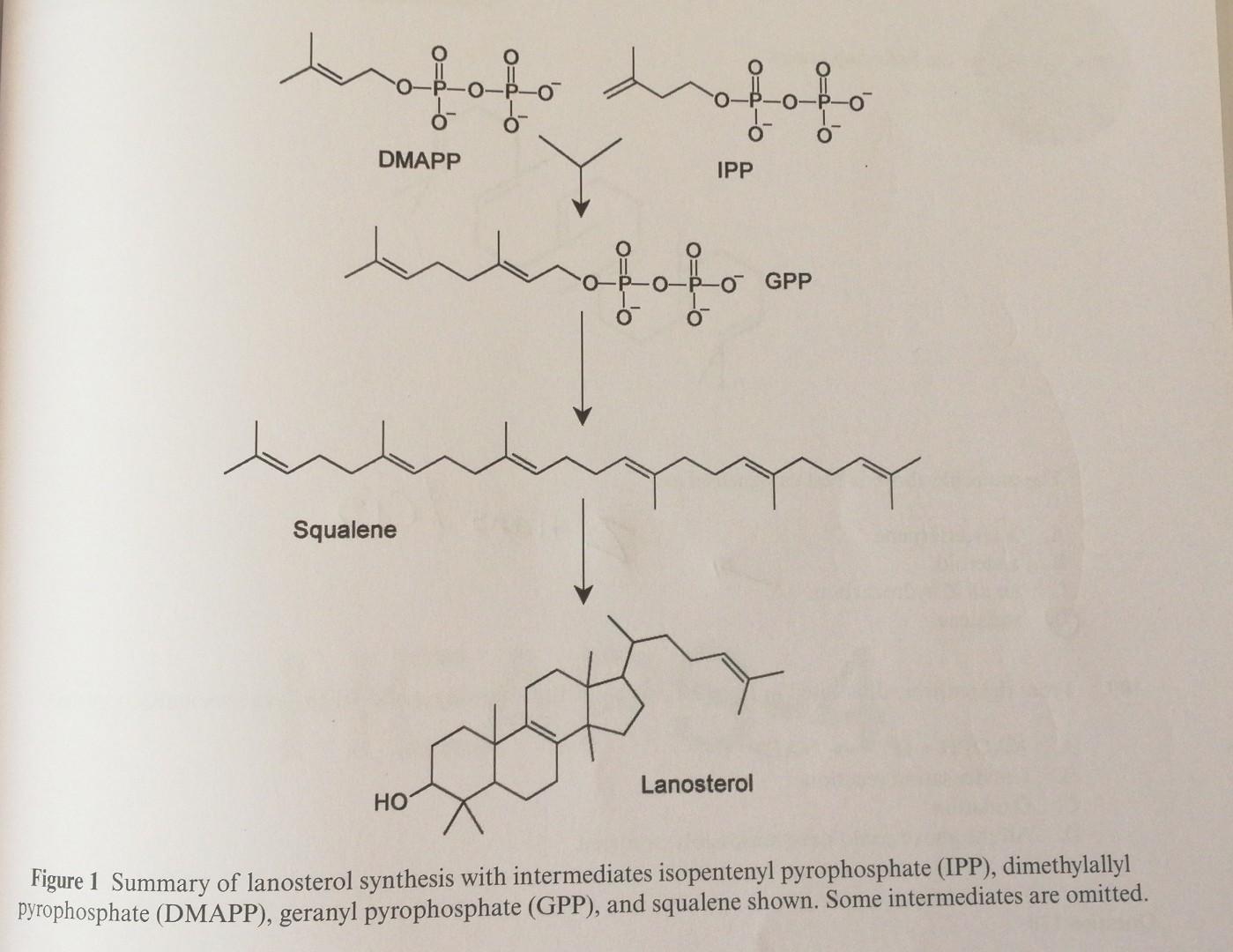 Solved trofoto drofoto DMAPP IPP GPP Squalene Lanosterol HO | Chegg.com
