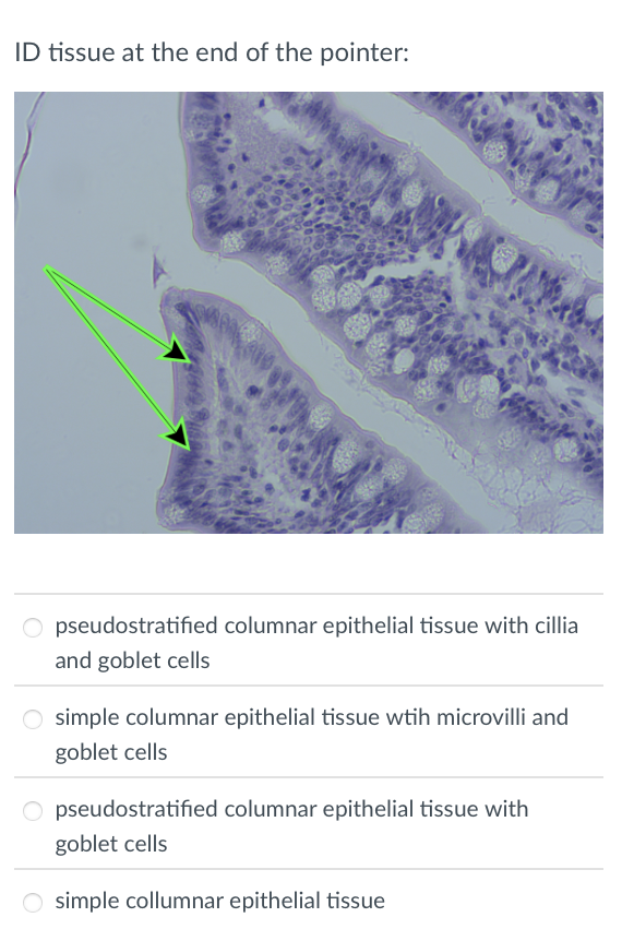 ID tissue at the end of the pointer:pseudostratified | Chegg.com