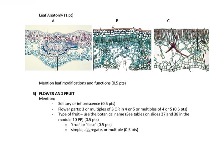 Leaf Anatomy (1 pt) A C Mention leaf modifications | Chegg.com