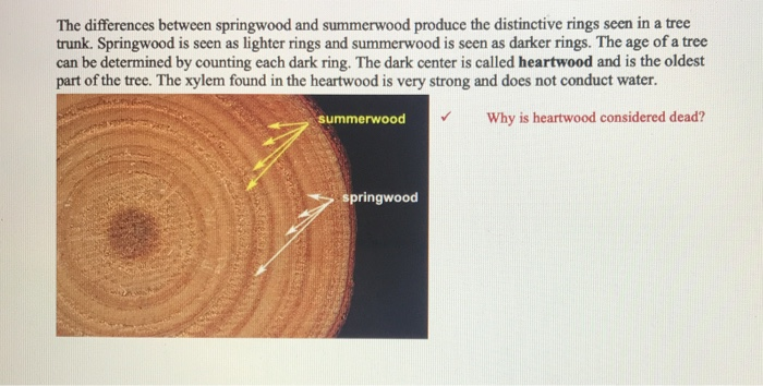 Solved The differences between springwood and summerwood | Chegg.com