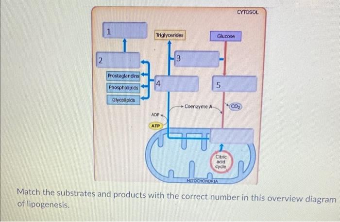 Solved Match the substrates and products with the correct | Chegg.com