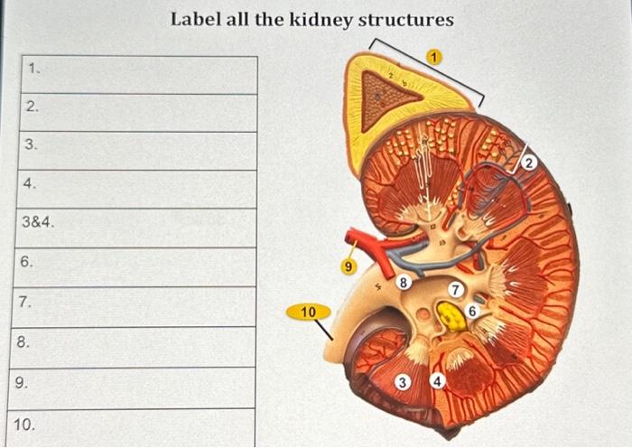 Solved 1. 2. 3. 4. 3&4. 6. 7. 8. 9. 10. Label all the kidney | Chegg.com