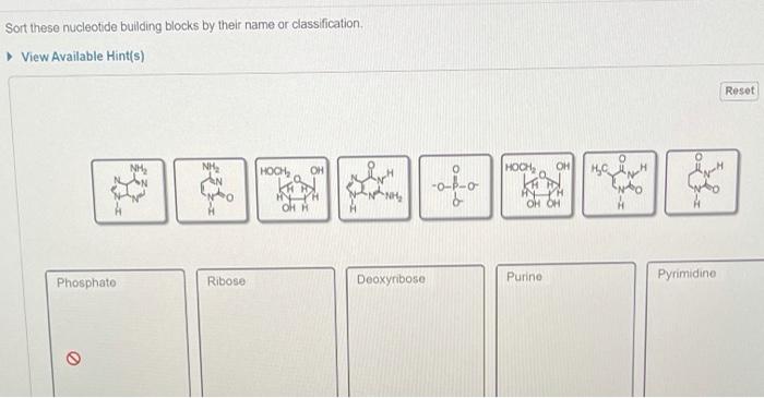 Solved Sort these nucleotide building blocks by their name | Chegg.com