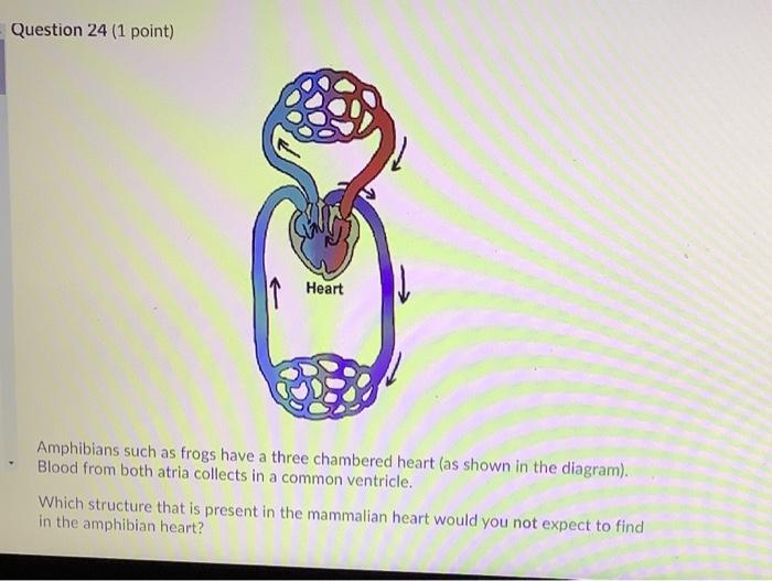 Solved Question 24 (1 point) Heart Amphibians such as frogs | Chegg.com