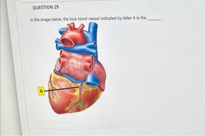 Solved In the image below, the blue blood vessel indicated | Chegg.com