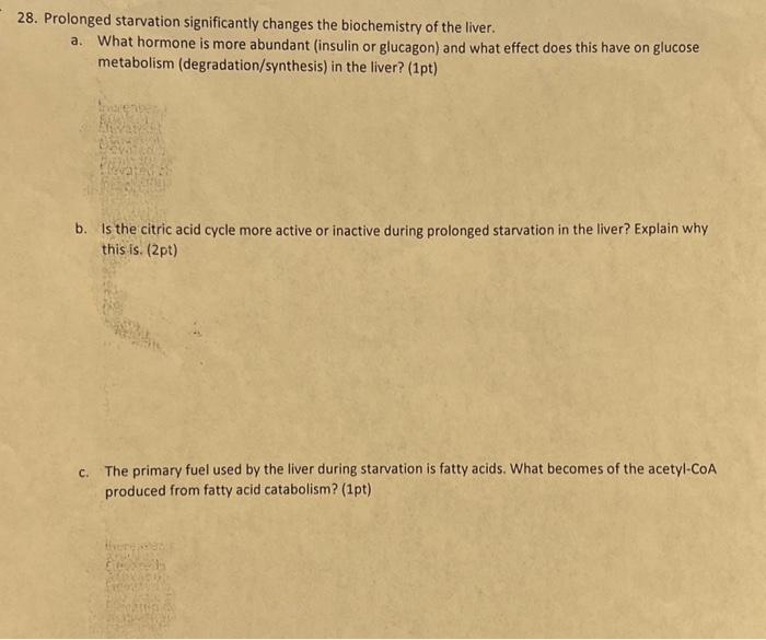 Solved 28. Prolonged starvation significantly changes the | Chegg.com