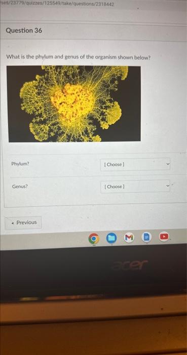 Solved What is the phylum and genus of the organism shown | Chegg.com