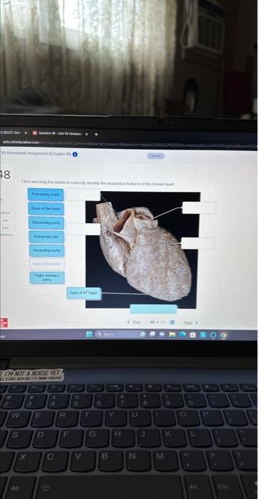 Solved label anatomy | Chegg.com