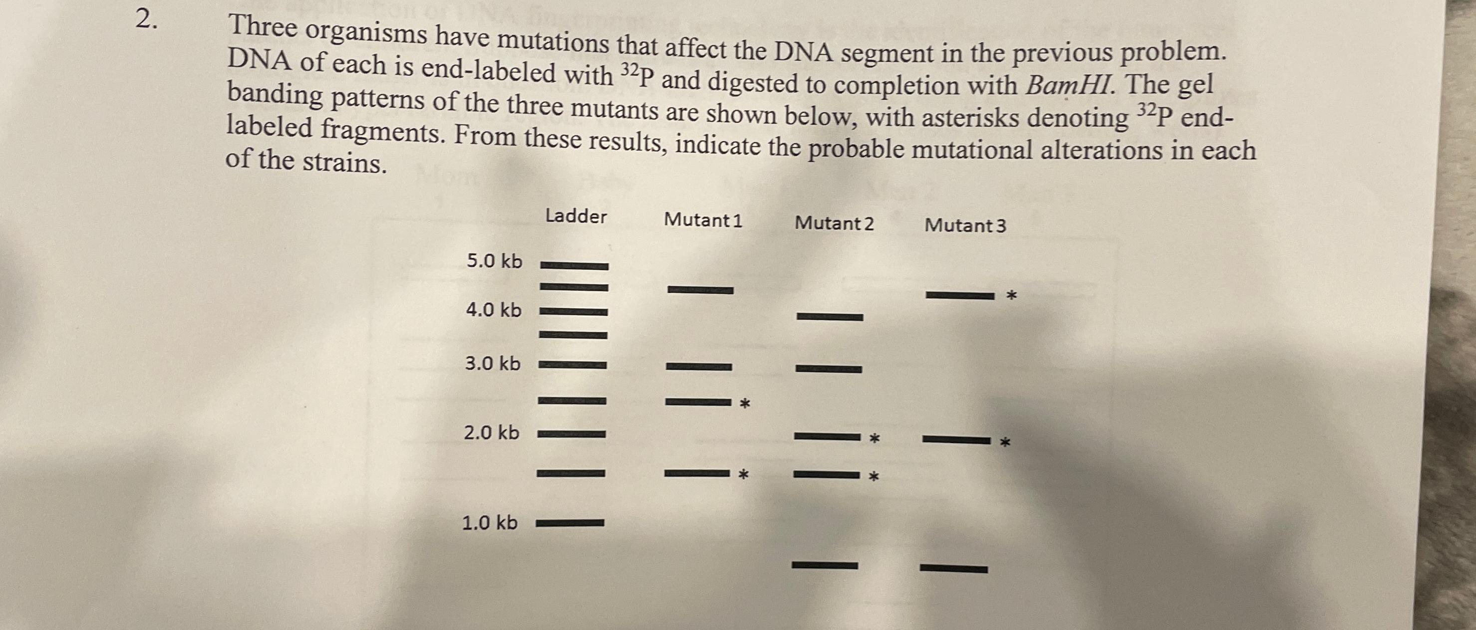 Solved Three organisms have mutations that affect the DNA | Chegg.com