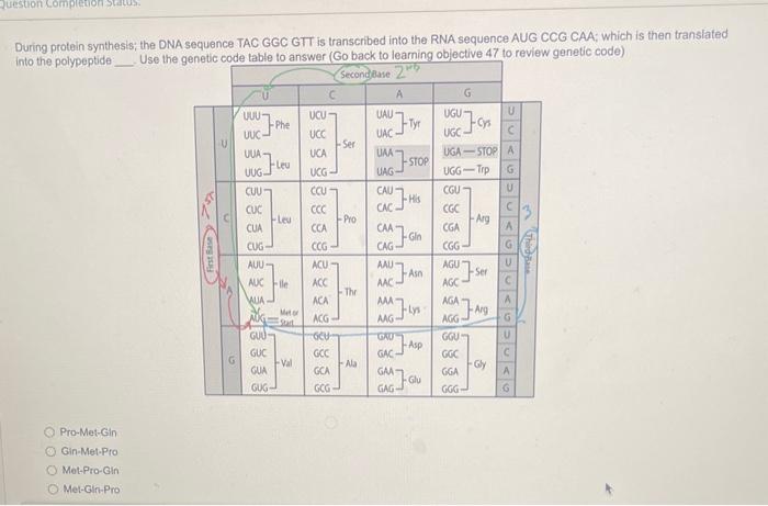 Solved During protein synthesis; the DNA sequence TAC GGC | Chegg.com Solved During protein synthesis; the DNA sequence TAC GGC | Chegg.com