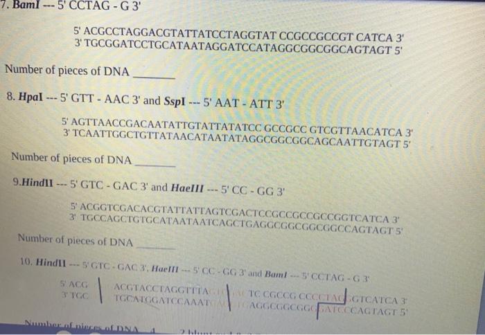 Solved Directions: Identify the restriction sites for each | Chegg.com
