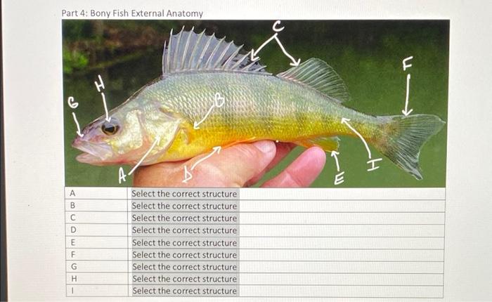 Solved Part 4: Bony Fish External Anatomy H ܛܢܢ C A A B С D | Chegg.com