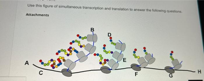Solved Use this figure of simultaneous transcription and | Chegg.com