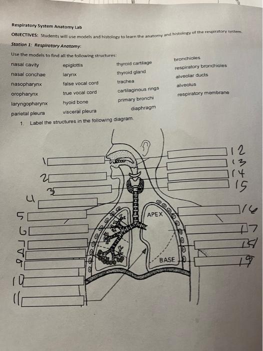 Solved Respiratory System Anatomy Lab OBJECTIVES: Students | Chegg.com